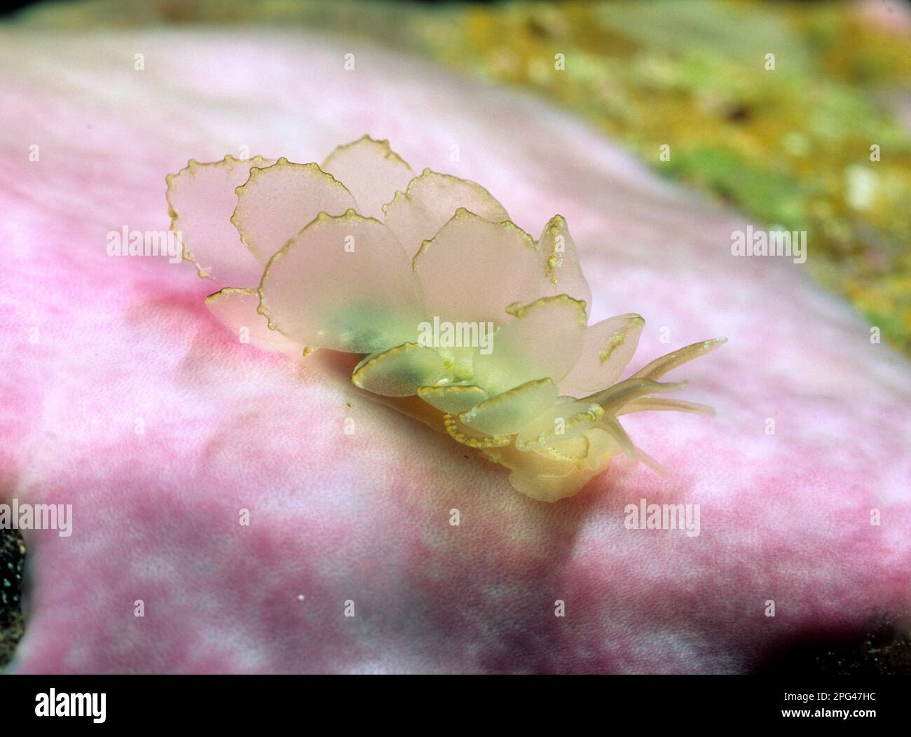 Opistobranco. Cyerce graeca. Alghero. Sardinia. Italy Nudibranch Stock ...