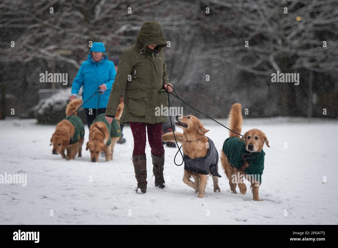 NEC, Birmingham, UK. 9th March 2023. Braving the snow, canines of all ...