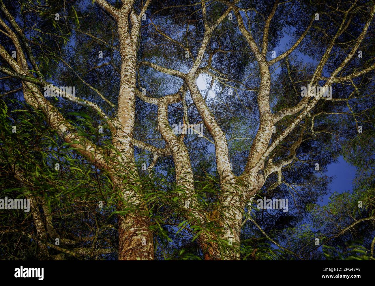 Full moon shines through a tree in the garden of Chawani Bungalow on ...