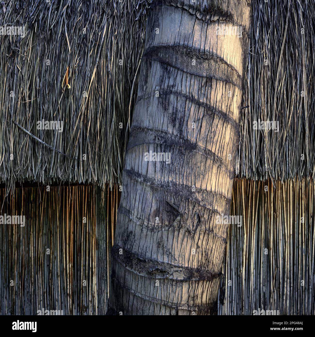 African hut palm tree hi-res stock photography and images - Alamy