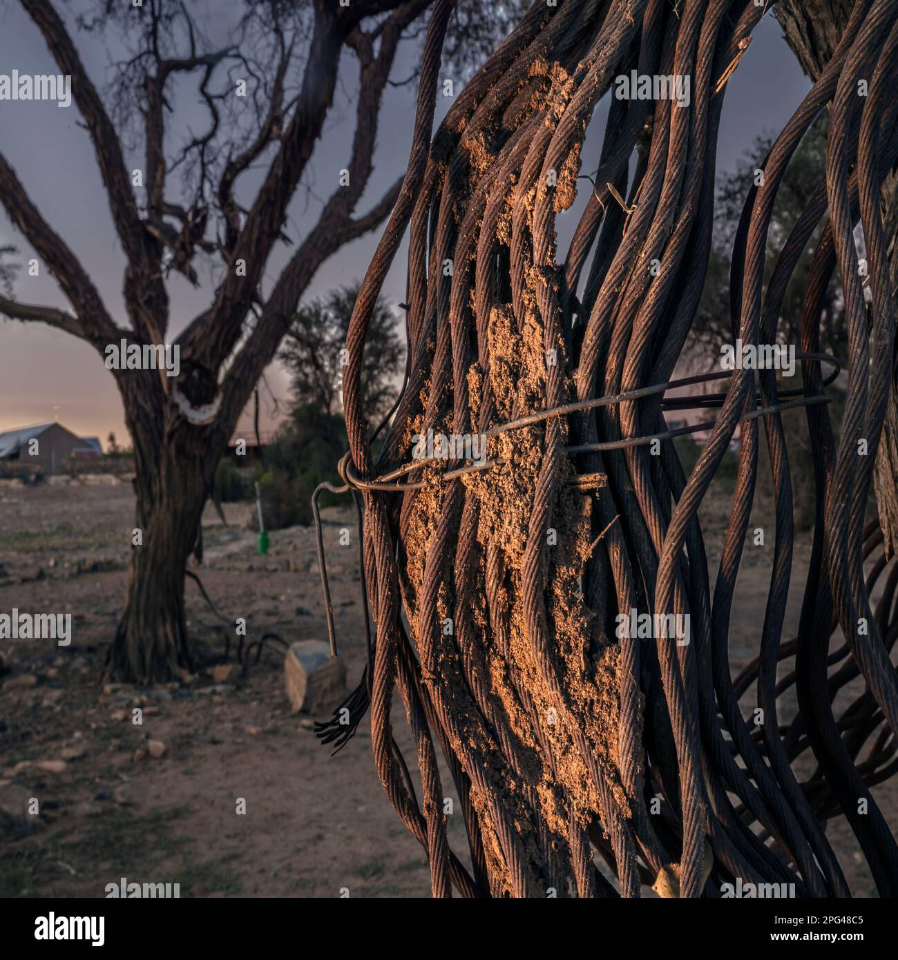 Old rolled steal cable with Acacia Camel Thorn tree at Altekalkofen ...