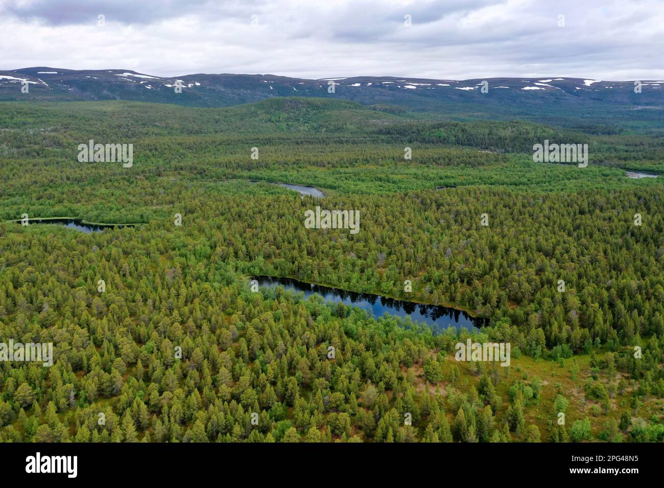 Wald, Nadelwald, Taiga, Kiedernwald im Stabbursdalen-Nationalpark mit ...