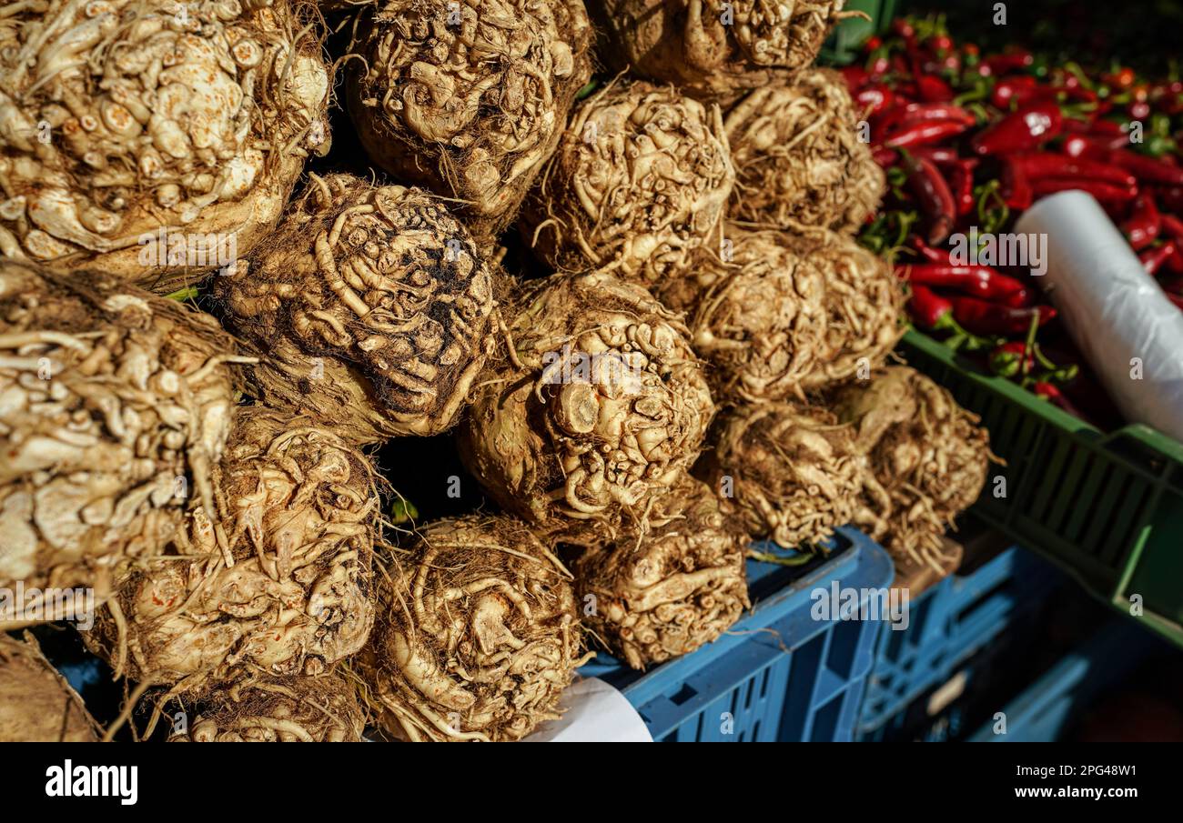 Celeriac or turnip-rooted celery roots displayed on street vegetables ...