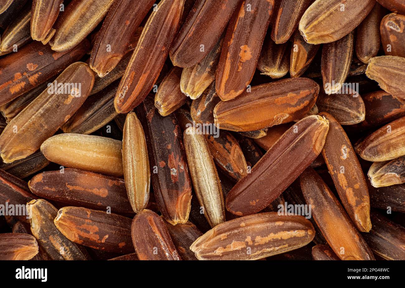 Red wholegrain rice under microscope, image width 18mm Stock Photo - Alamy