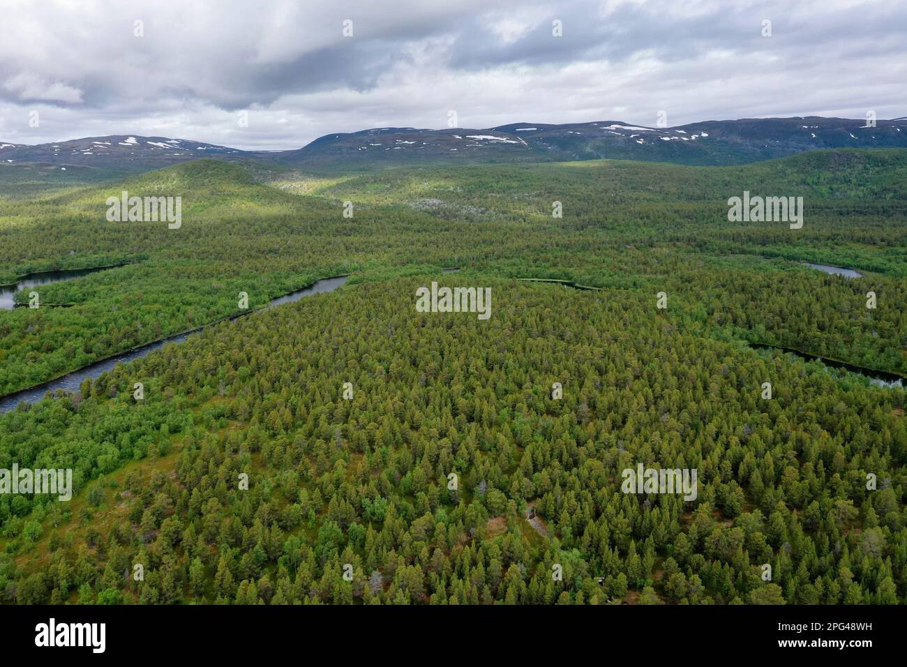 Wald, Nadelwald, Taiga, Kiedernwald im Stabbursdalen-Nationalpark mit ...