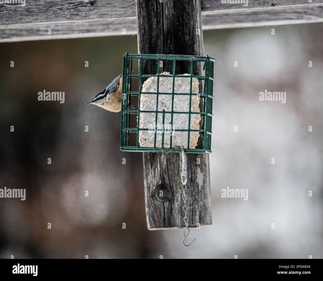 Red-breasted nuthatch on a suet feeder at the Crex Meadows State ...