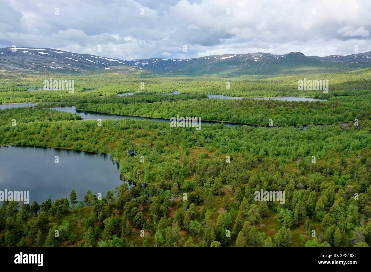 Wald, Nadelwald, Taiga, Kiedernwald im Stabbursdalen-Nationalpark mit ...