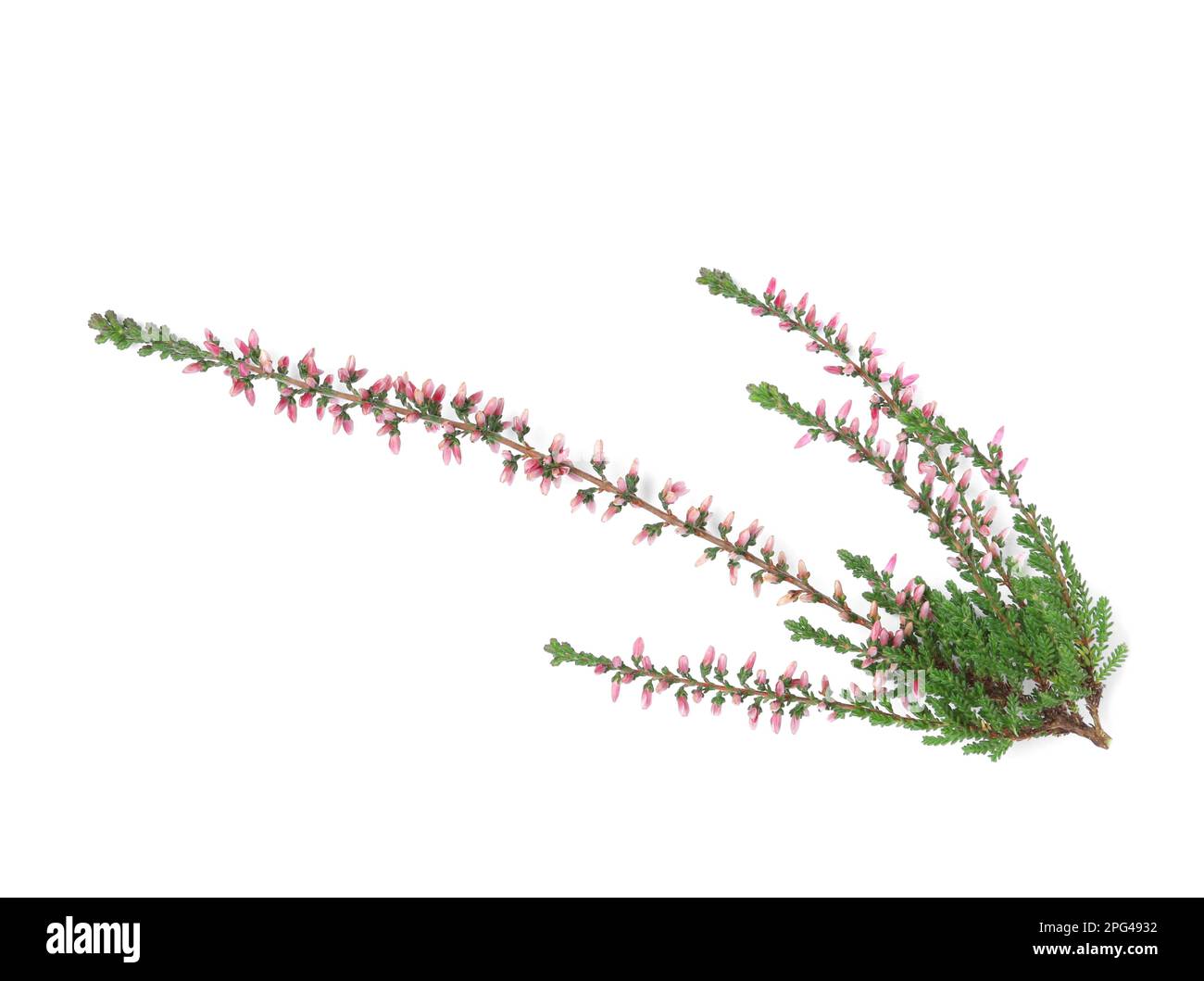 Branch of heather with beautiful flowers isolated on white Stock Photo ...