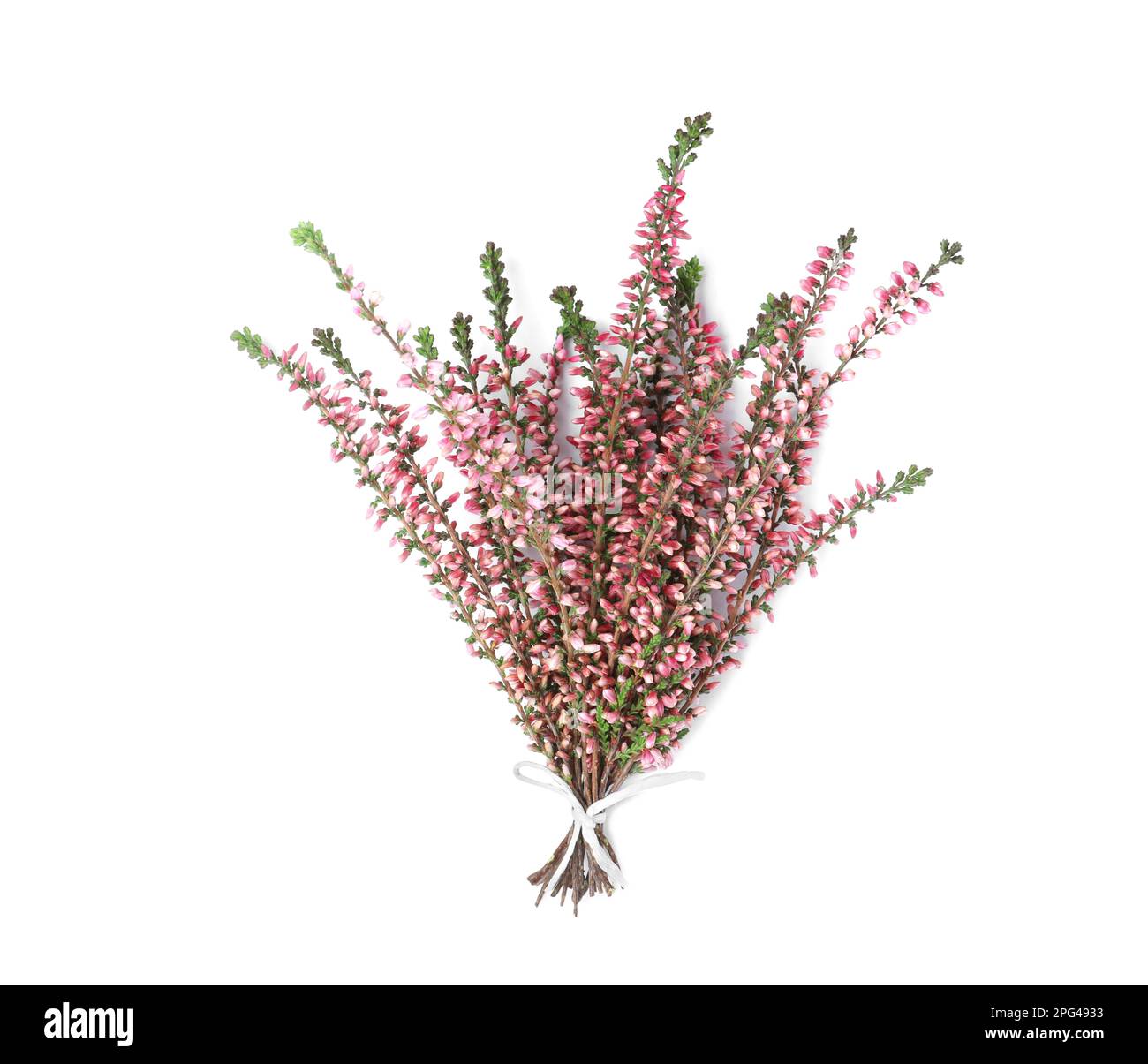 Bunch of heather branches with beautiful flowers isolated on white, top ...