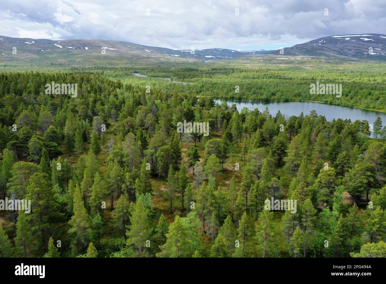 Wald, Nadelwald, Taiga, Kiedernwald im Stabbursdalen-Nationalpark mit ...