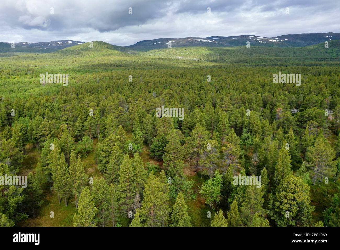 Wald, Nadelwald, Taiga, Kiedernwald im Stabbursdalen-Nationalpark ...