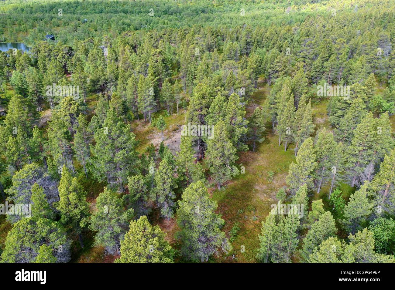 Wald, Nadelwald, Taiga, Kiedernwald im Stabbursdalen-Nationalpark ...