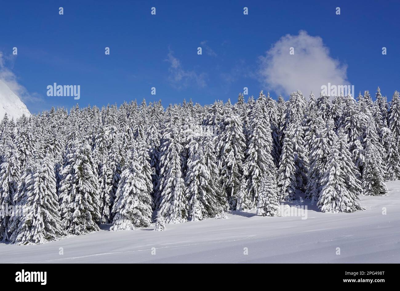 Himmel tannen hi-res stock photography and images - Alamy