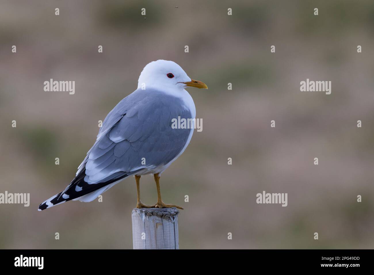 Sturmmöwe, Sturm-Möwe, Möwe, Sturmmöve, Sturm-Möve, Möwen, Larus canus ...