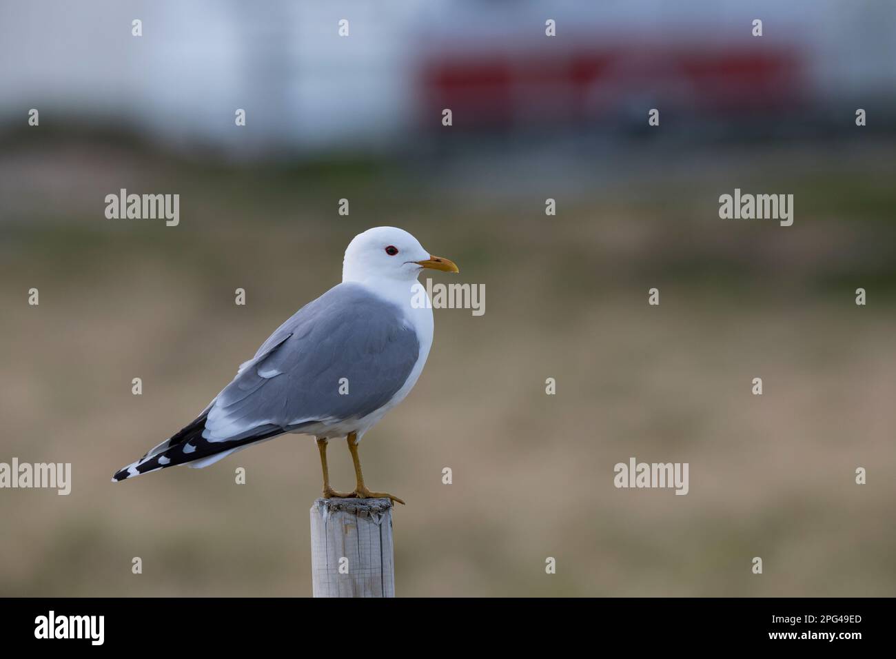 Sturmmöwe, Sturm-Möwe, Möwe, Sturmmöve, Sturm-Möve, Möwen, Larus canus ...