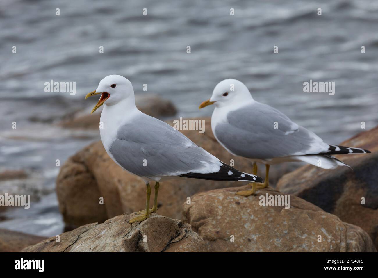 Sturmmöwe, Sturm-Möwe, Möwe, Sturmmöve, Sturm-Möve, Möwen, Larus canus ...