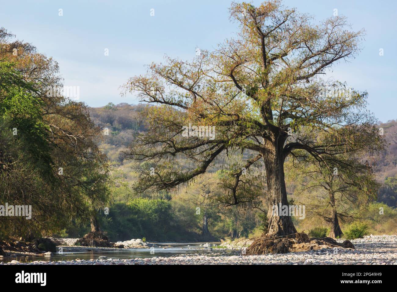 Big trees in the river in Mexico Stock Photo - Alamy