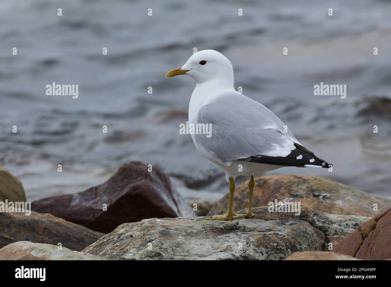 Sturmmöwe, Sturm-Möwe, Möwe, Sturmmöve, Sturm-Möve, Möwen, Larus canus ...