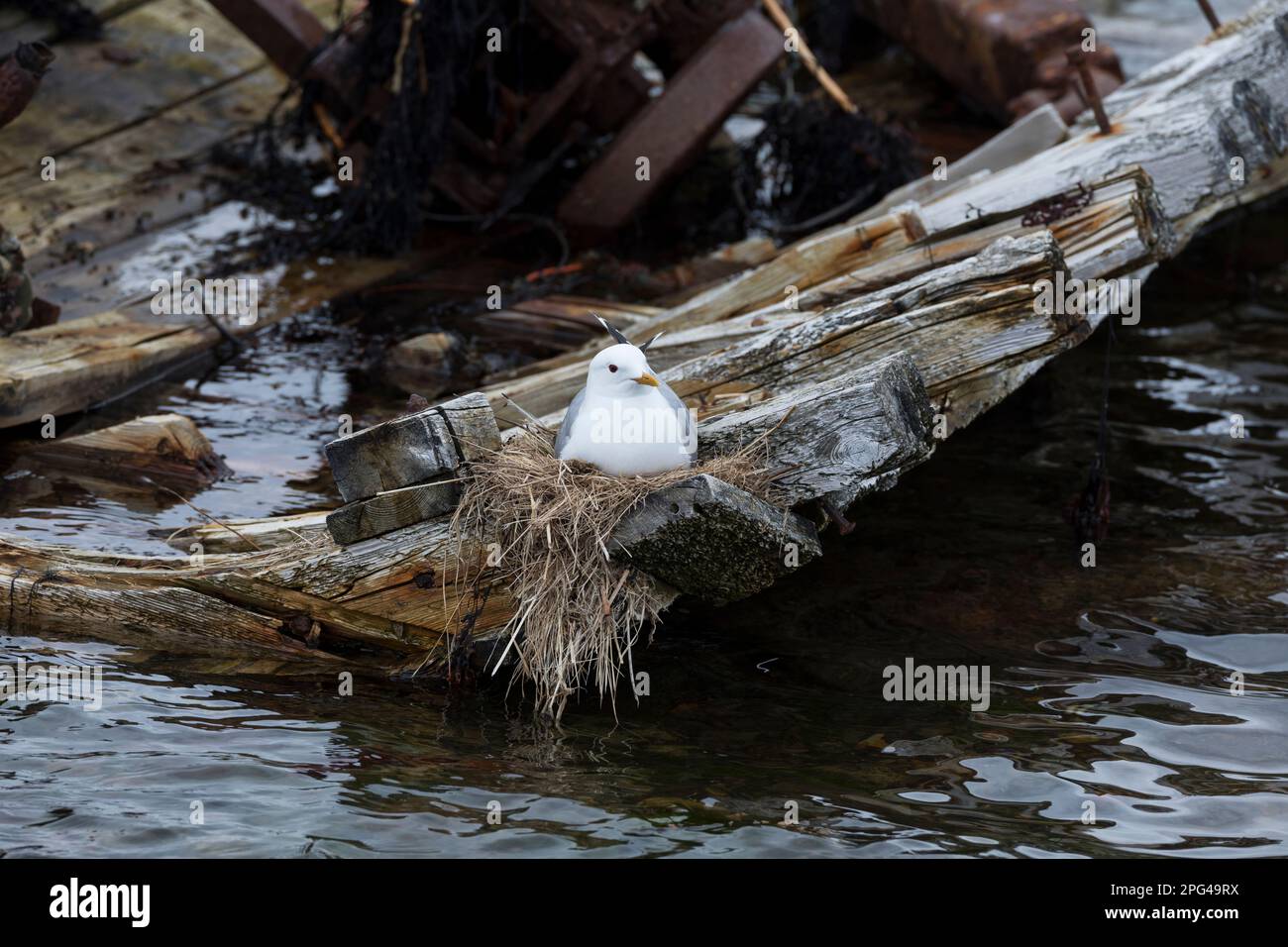 Möwe auf nest hi-res stock photography and images - Alamy