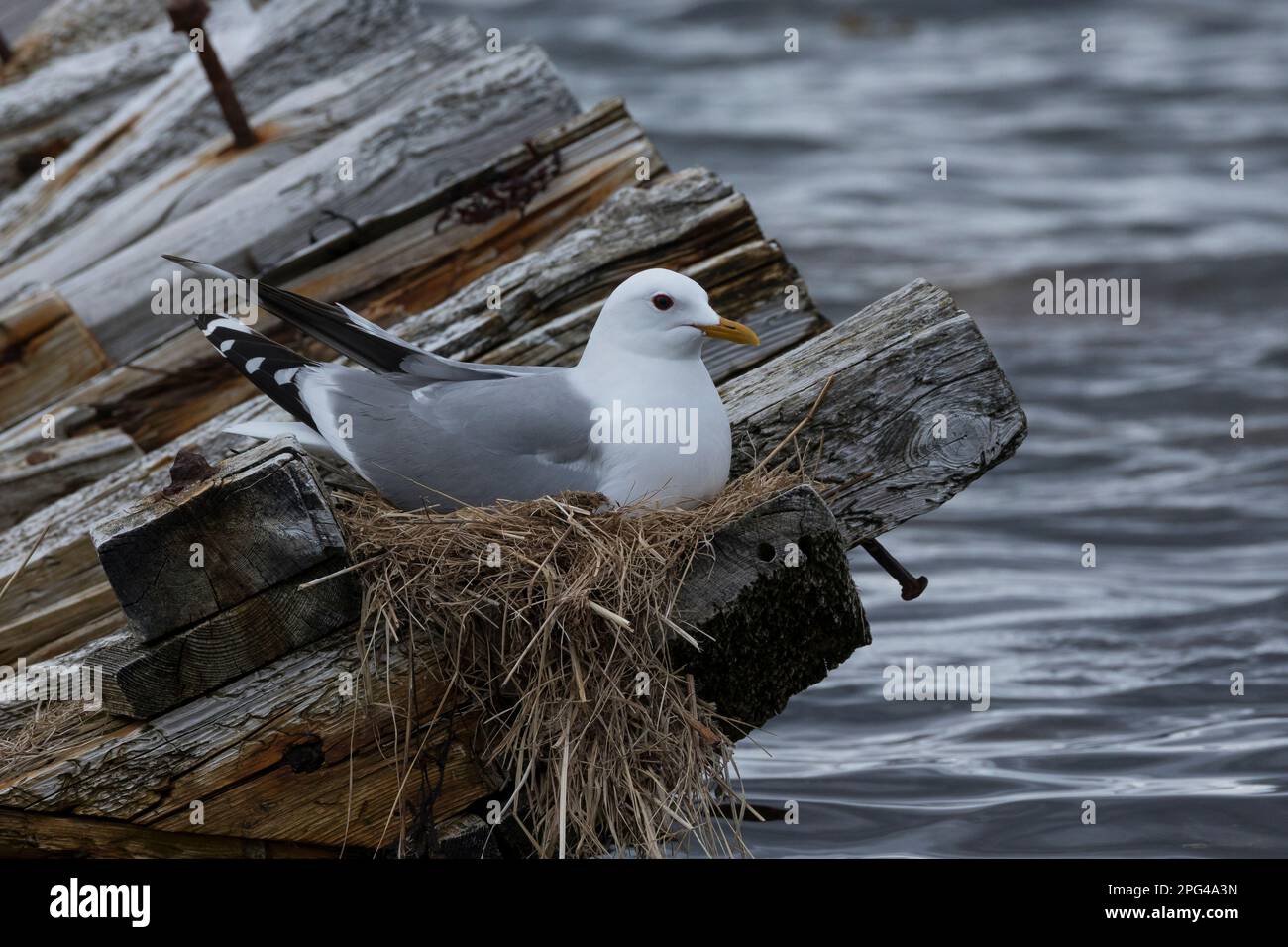 Sturmmöwe, brütend, auf Nest, Sturm-Möwe, Möwe, Sturmmöve, Sturm-Möve ...