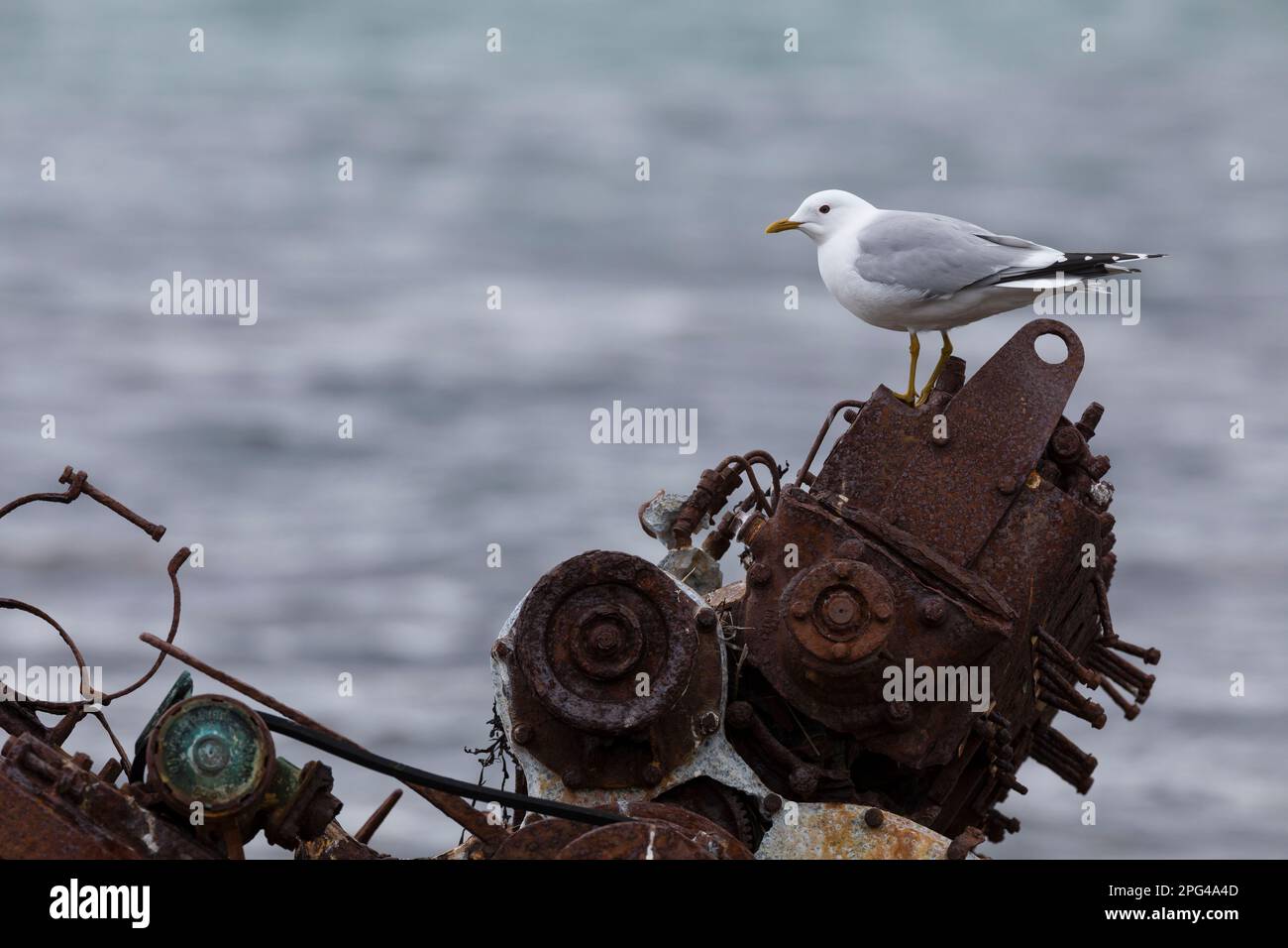 Sturmmöwe, Sturm-Möwe, Möwe, Sturmmöve, Sturm-Möve, Möwen, Larus canus ...