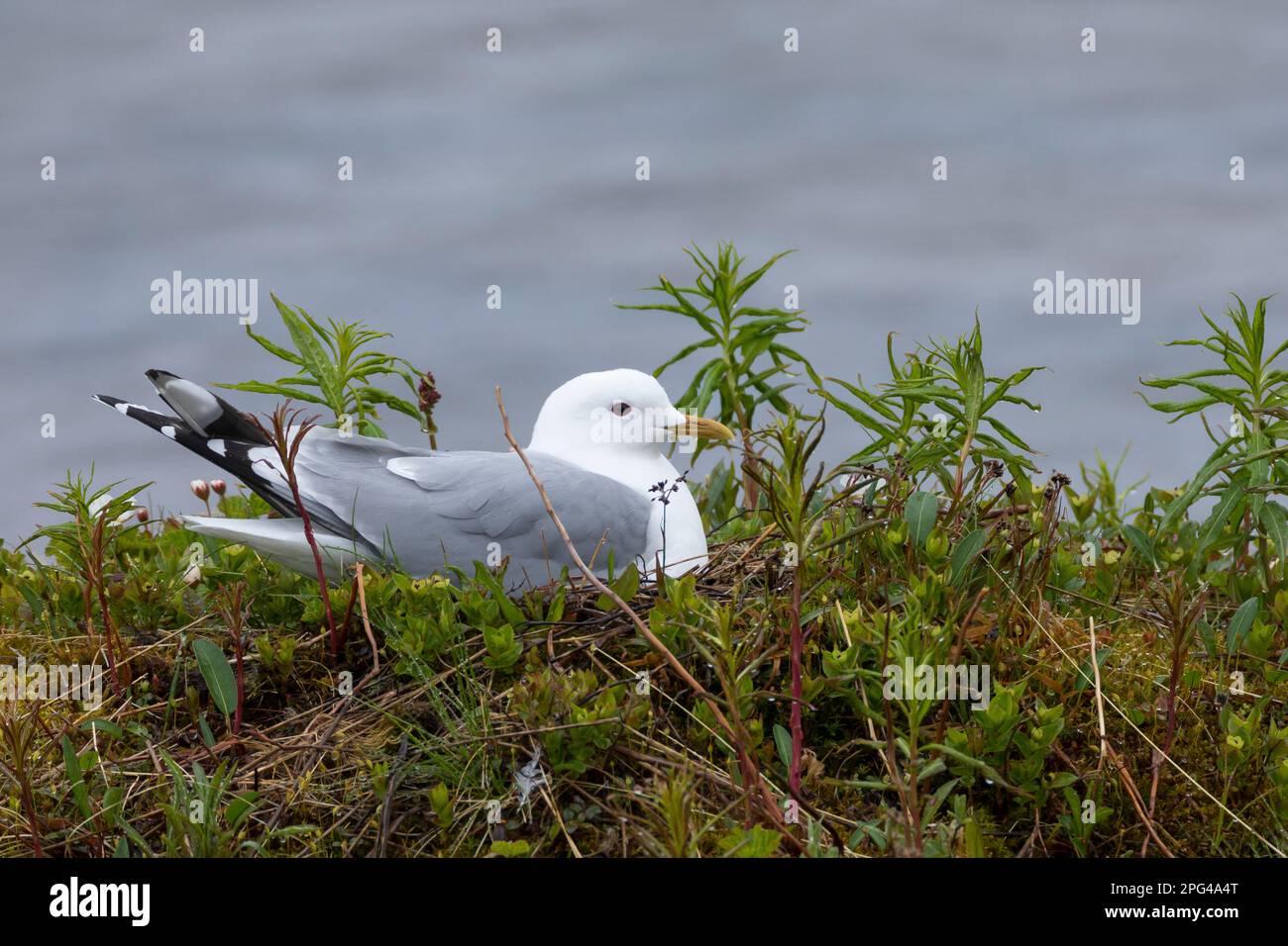 Sturmmöwe, brütend, auf Nest, Sturm-Möwe, Möwe, Sturmmöve, Sturm-Möve ...