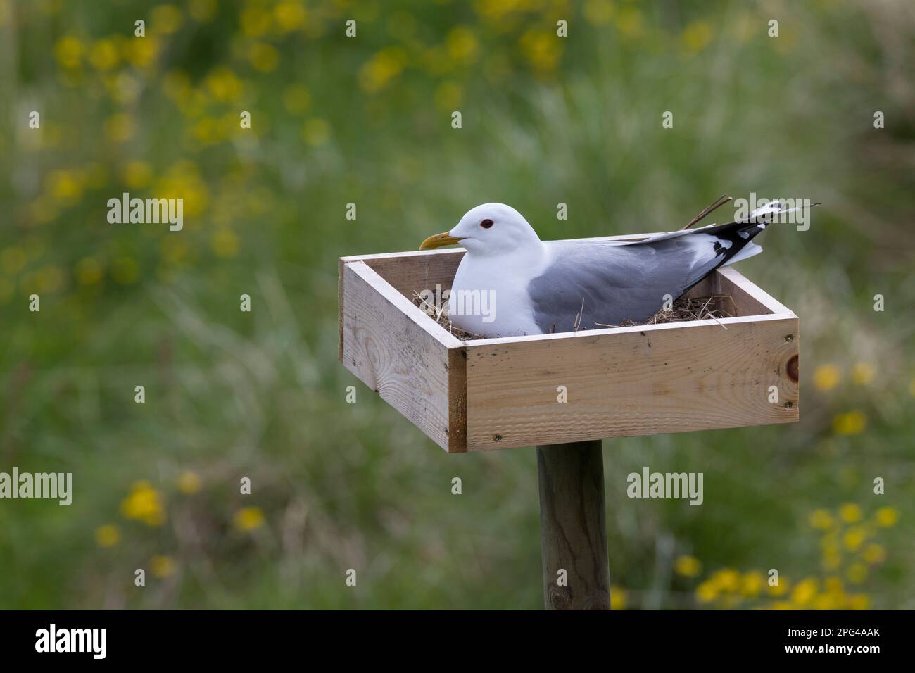 Sturmmöwe, brütend, Gelege, Nest in einer Kiste, die als Bruthilfe ...
