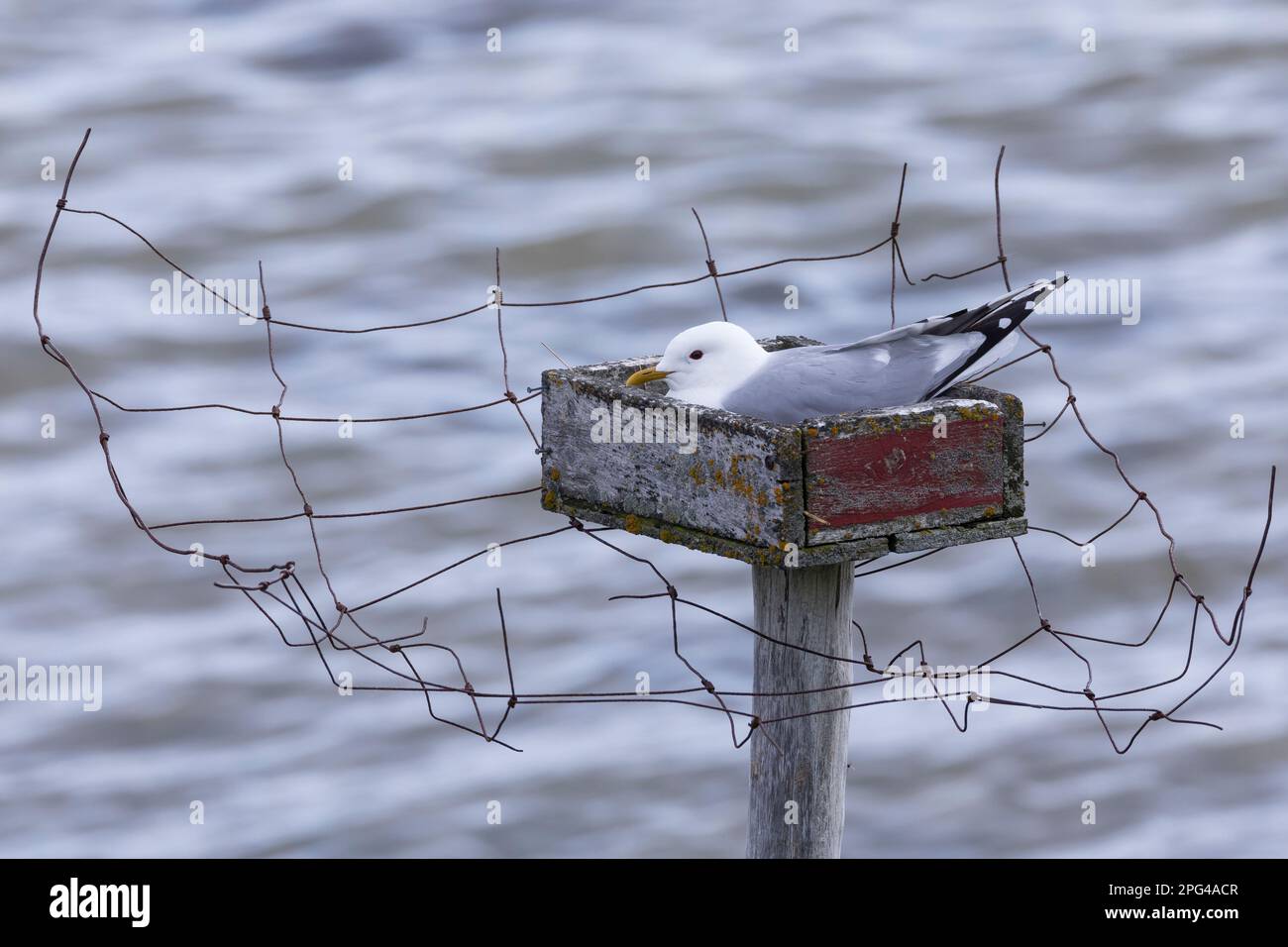Sturmmöwe, brütend, Gelege, Nest in einer Kiste, die als Bruthilfe ...