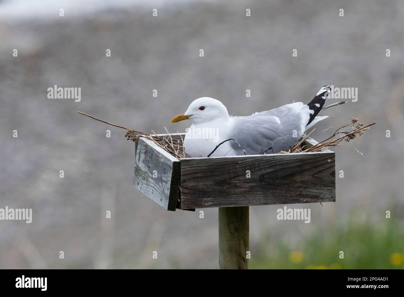 Sturmmöwe, brütend, Gelege, Nest in einer Kiste, die als Bruthilfe ...