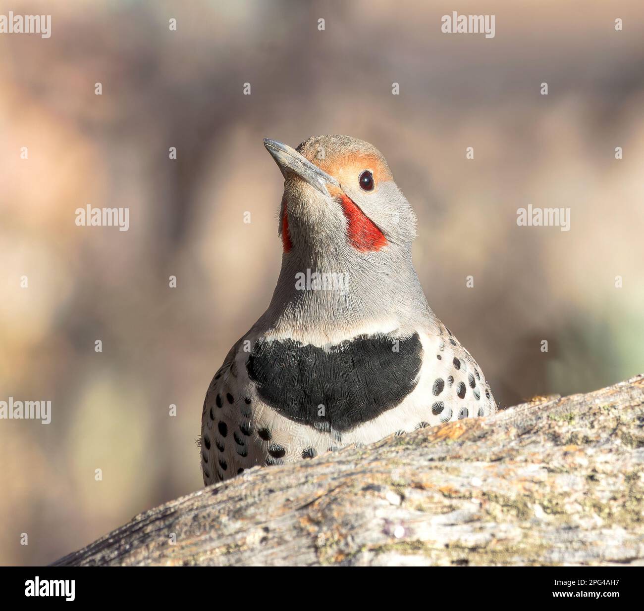 A Northern Flicker peers over a weathered log Stock Photo - Alamy