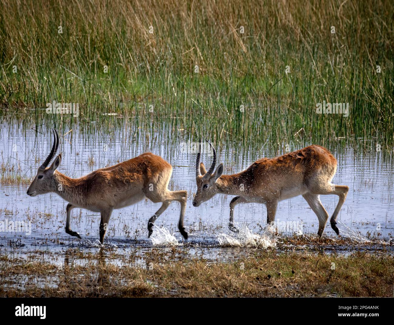 Two male Red Lechwe walk through the water at the Duba Plains in the ...