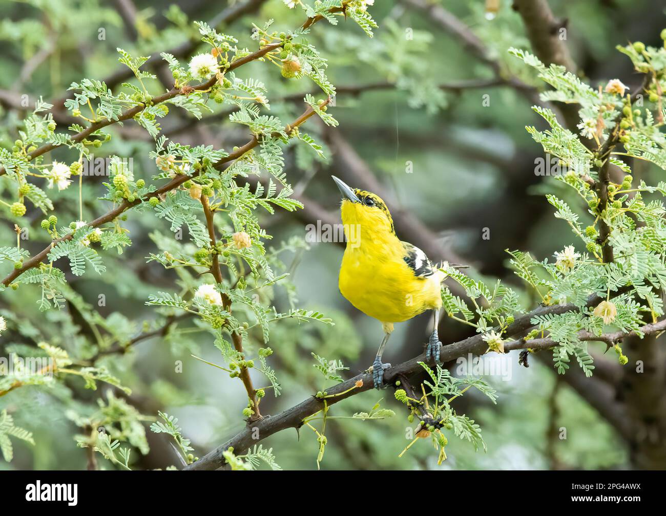 A common iora perched on a branch of a Thorny tree in the forests on ...