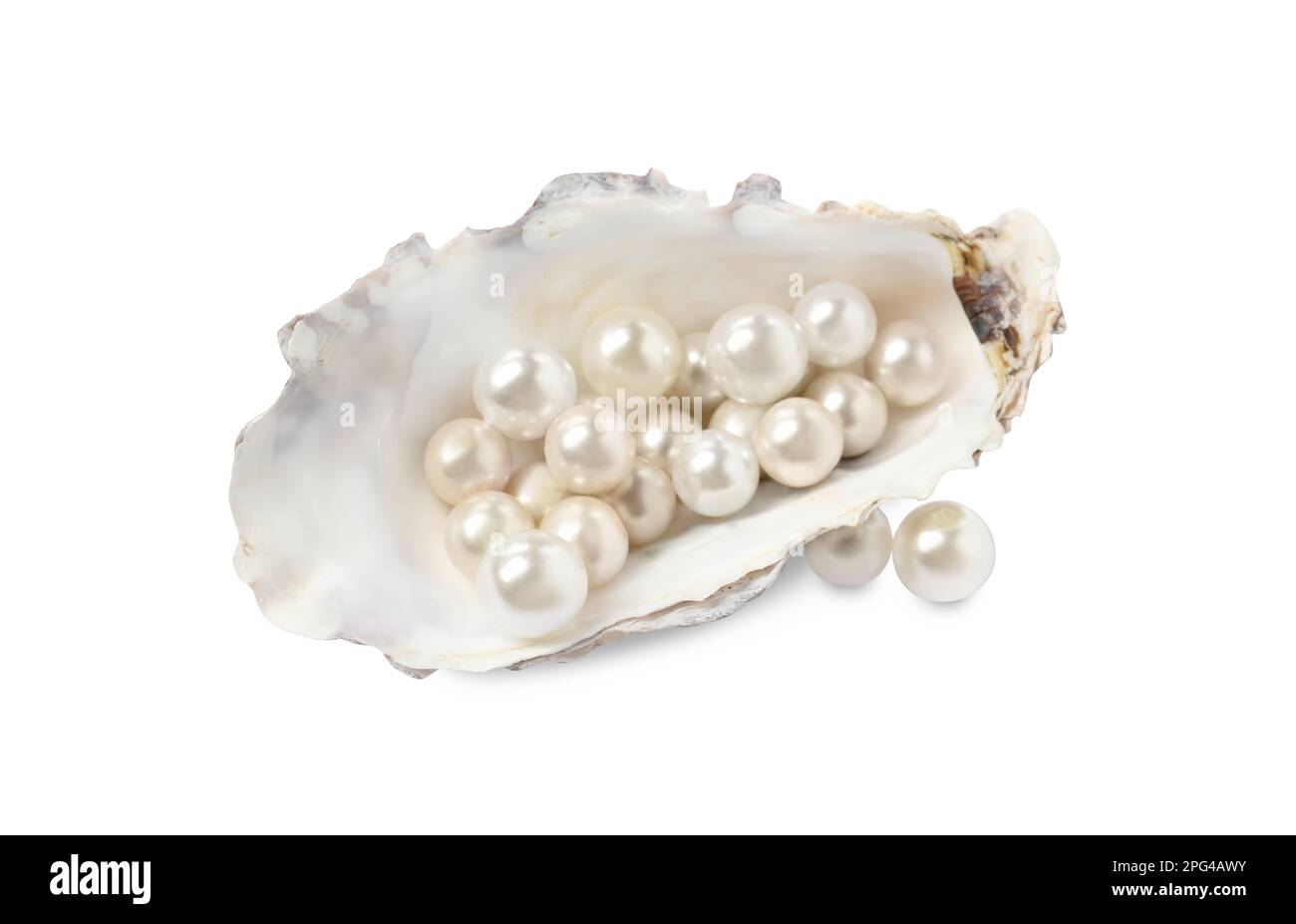 Oyster shell with pearls on white background Stock Photo - Alamy
