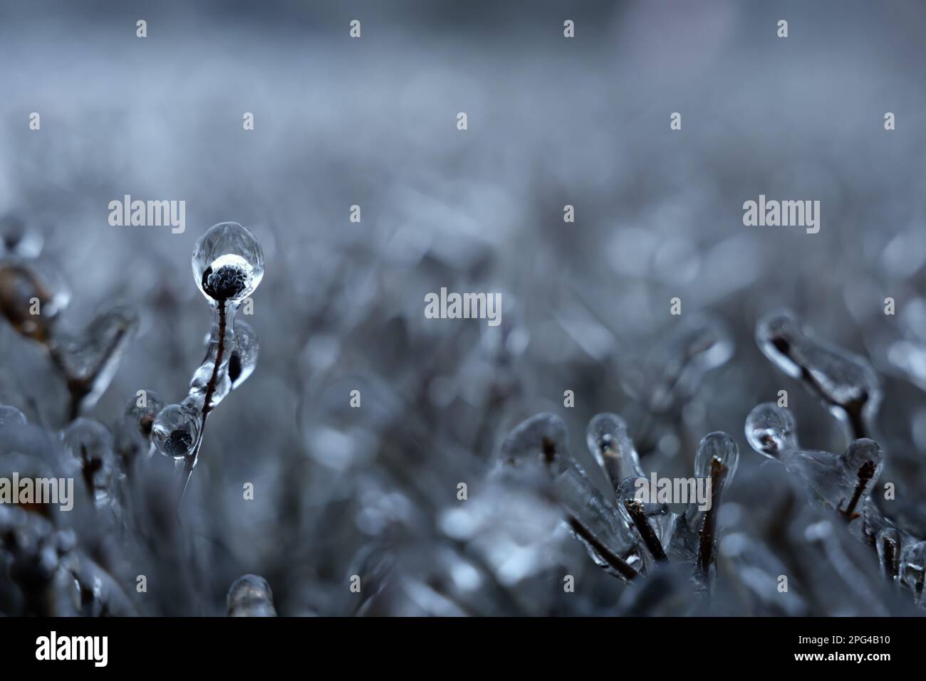 Glaze ice on bush hi-res stock photography and images - Alamy