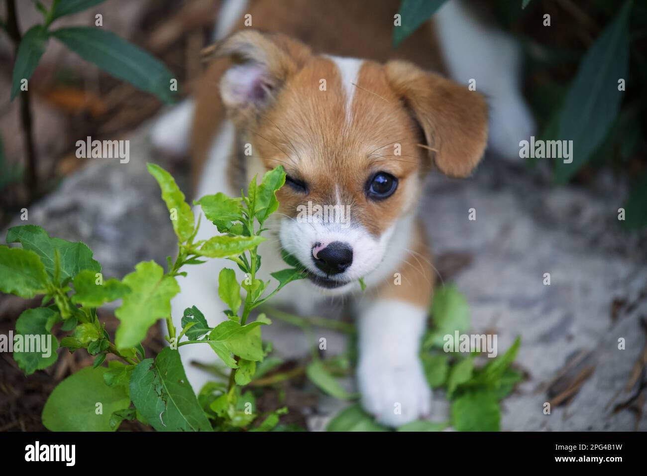 puppy winking one eye chewing plant Stock Photo - Alamy