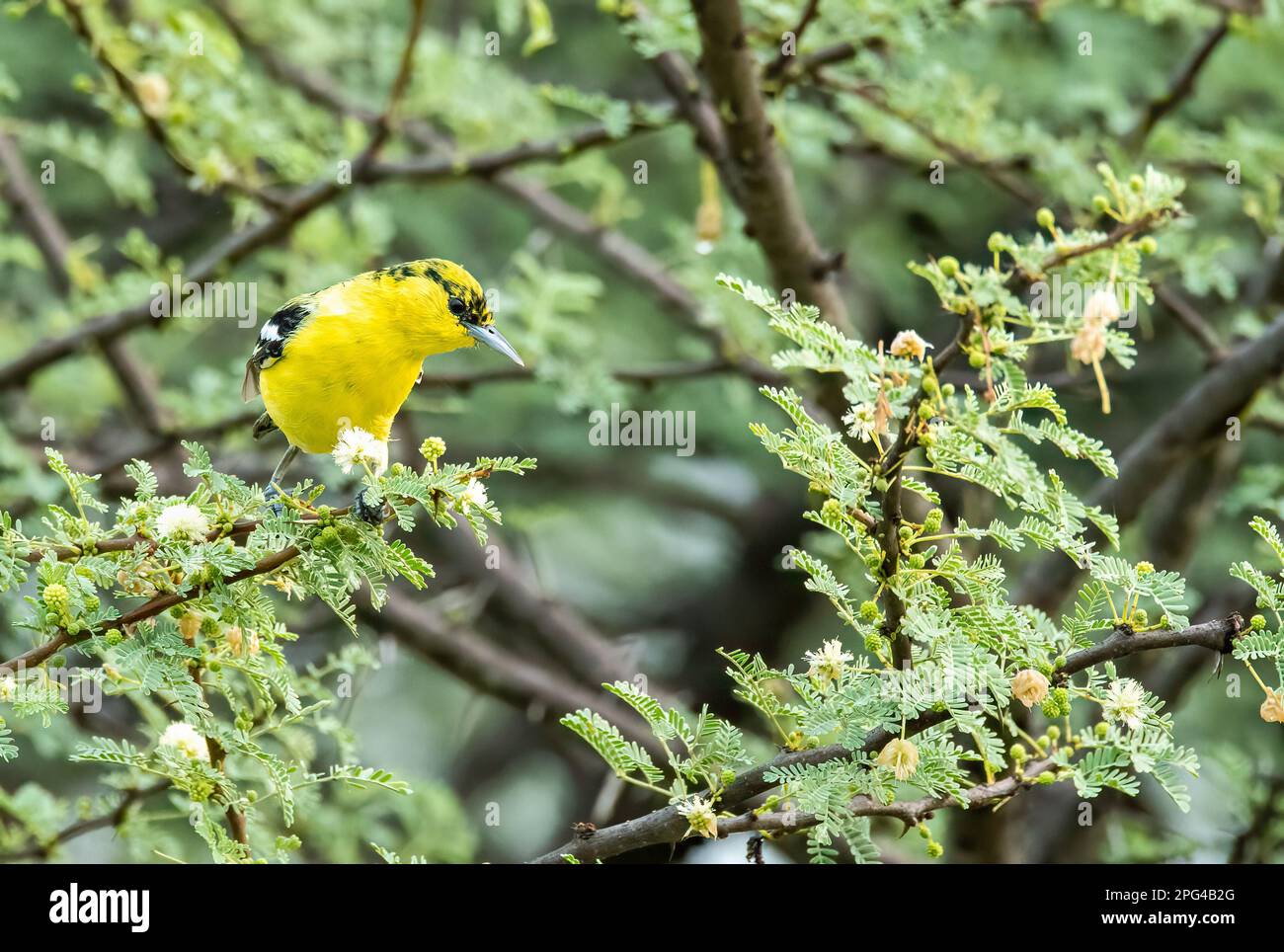 A common iora perched on a branch of a Thorny tree in the forests on ...