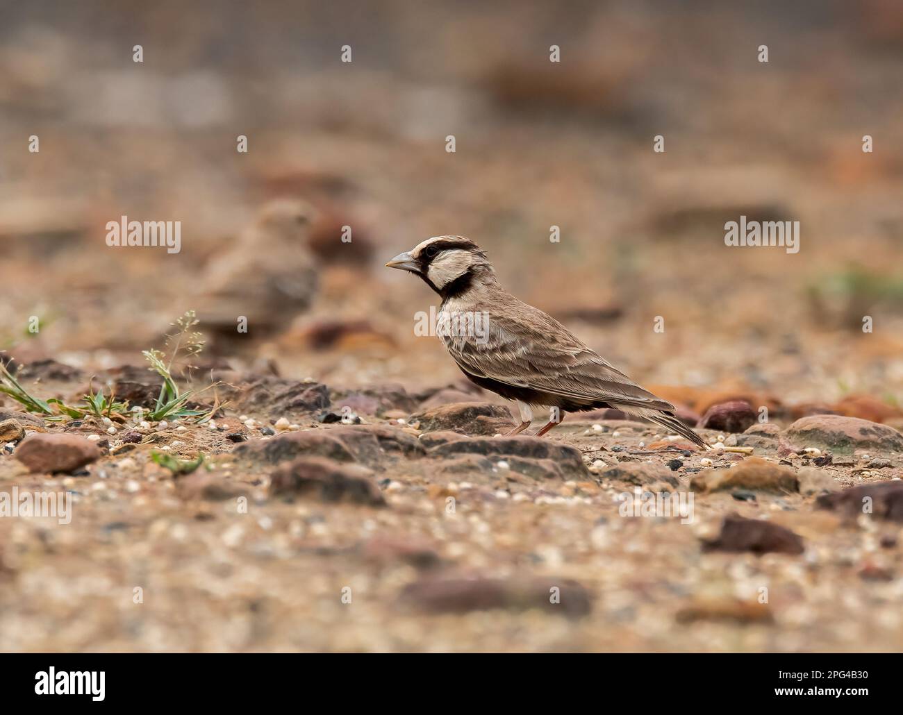 An Ashy-crowned Sparrow Lark feeding on grains on the ground near a ...