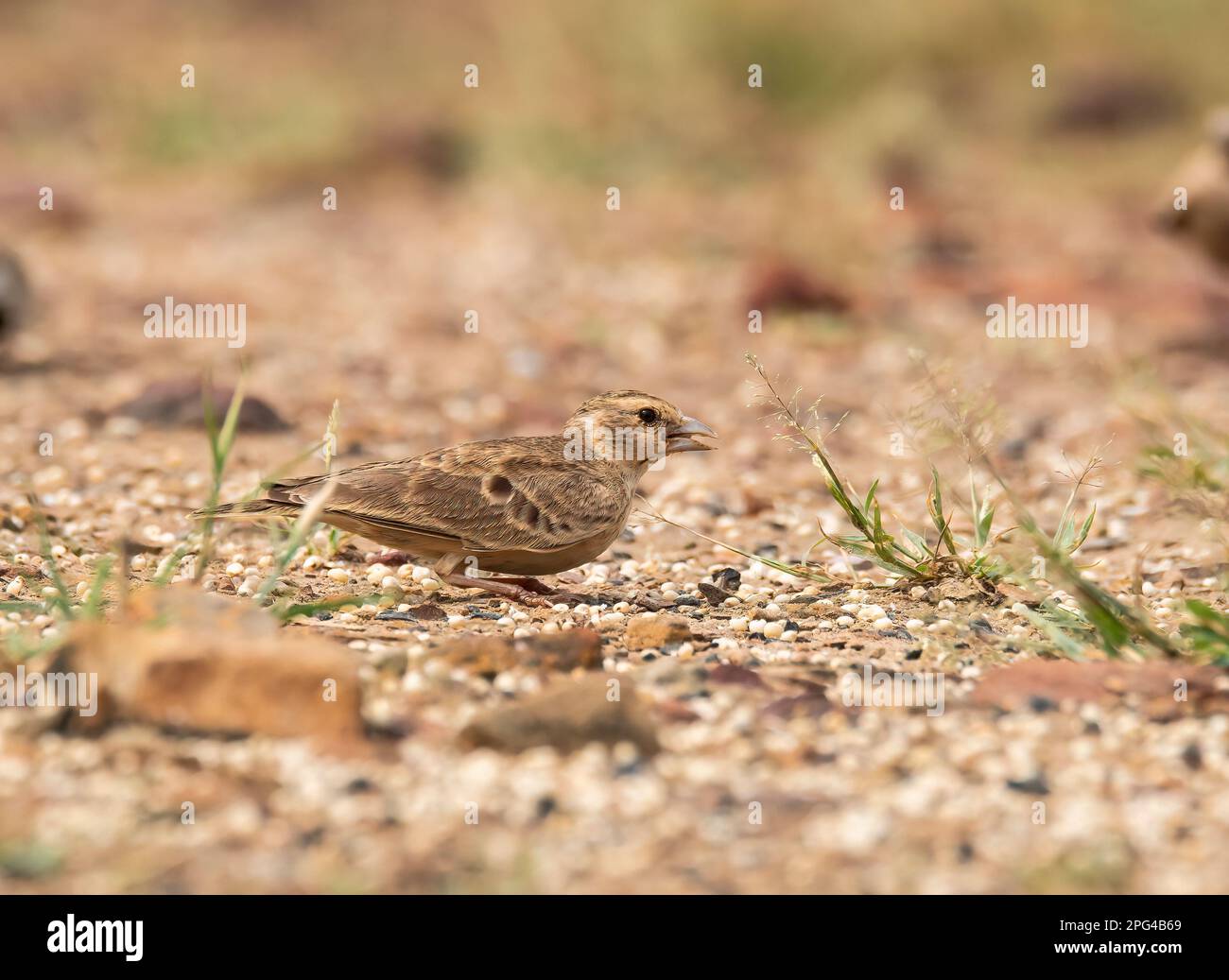 An Ashy-crowned Sparrow Lark feeding on grains on the ground near a ...