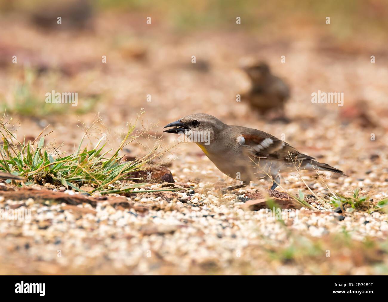 A yellow throated sparrow feeding on grains on the ground in the ...