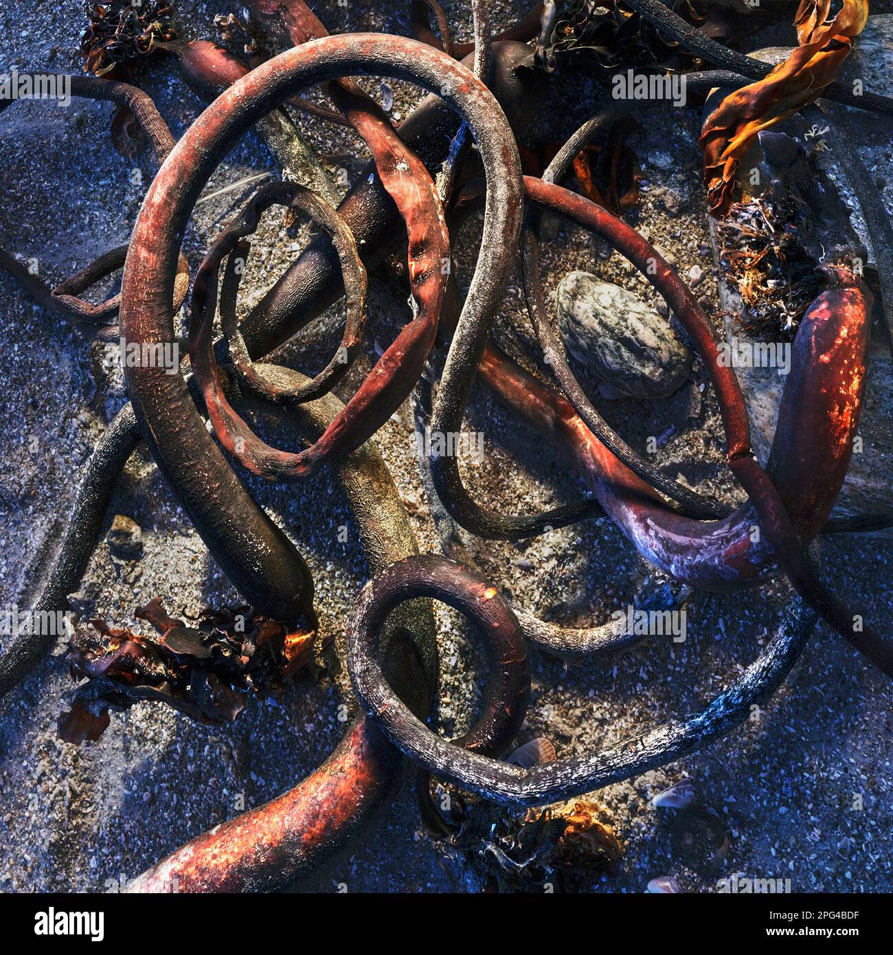 Dried kelp seaweed lies curled on the beach along the South Africa's ...