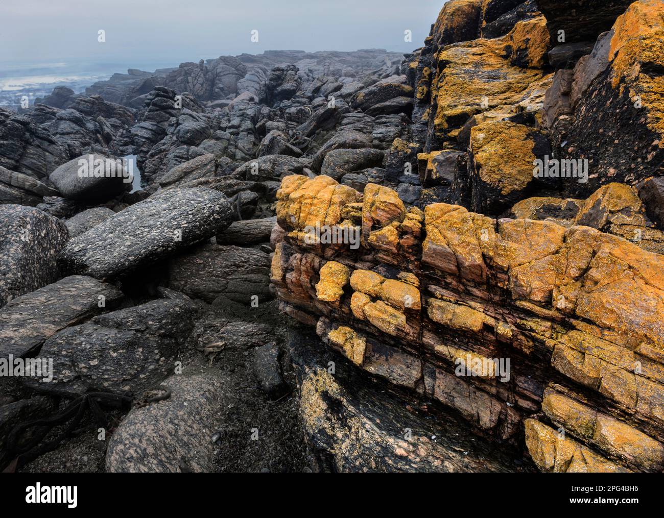 Yellow coastal rock lichen grow along the West Coast of South Africa ...