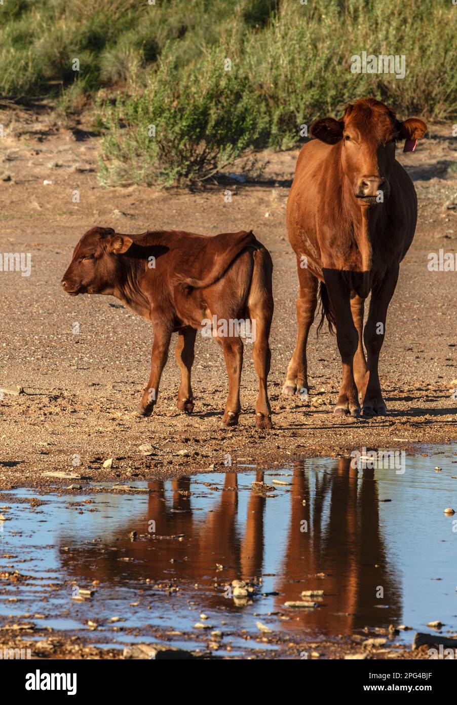 South African Afrikaner cow and calf come to drink on the Klein Mier ...