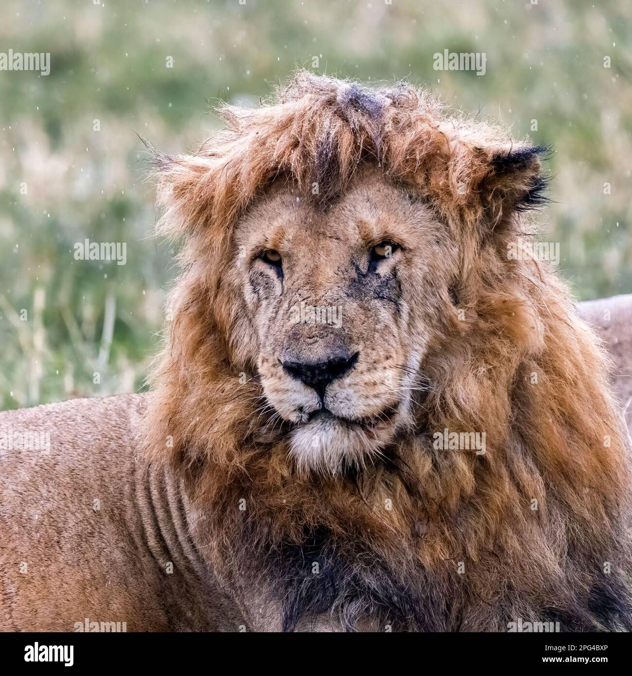 Adult male lion, panthera leo, sits out the rain in the Masai Mara ...