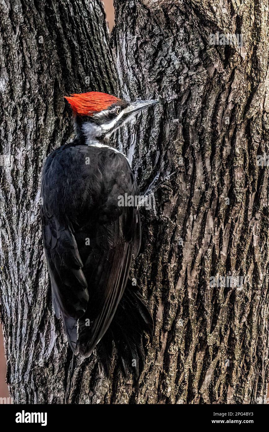 Female pileated woodpecker on a tree on a spring day in Taylors Falls ...