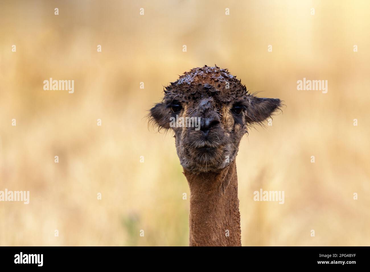 Closeup of a brown llama, lama glama, after a shower of rain ...
