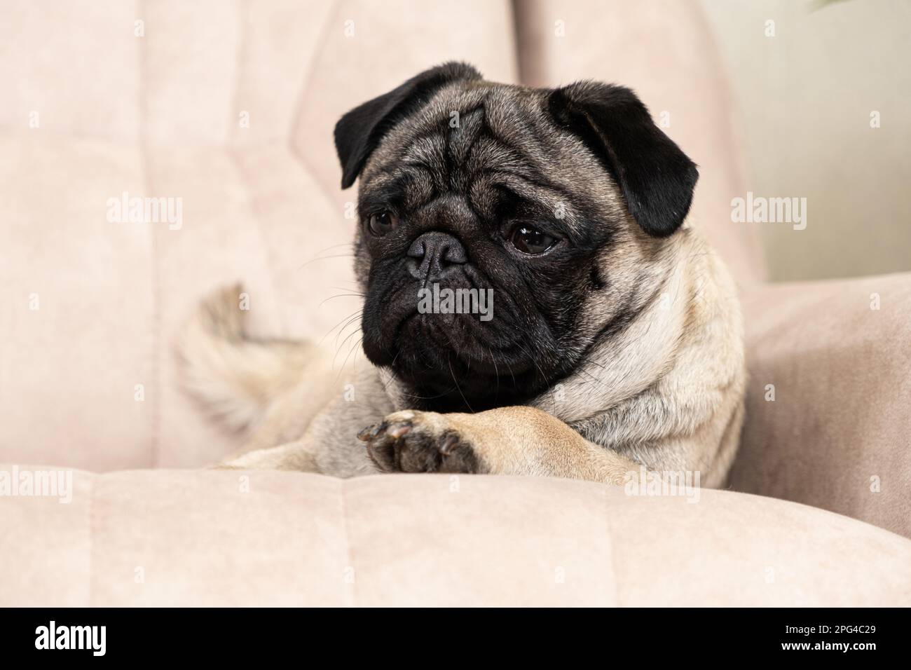 Why Do Pugs Look Sad