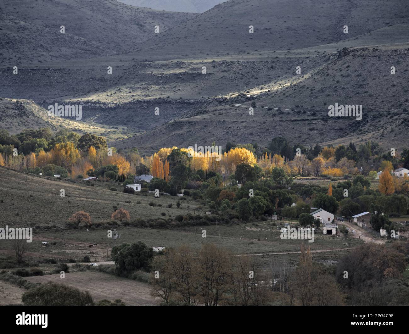 A beam of sunlight moves across autumn Poplar trees and the small ...