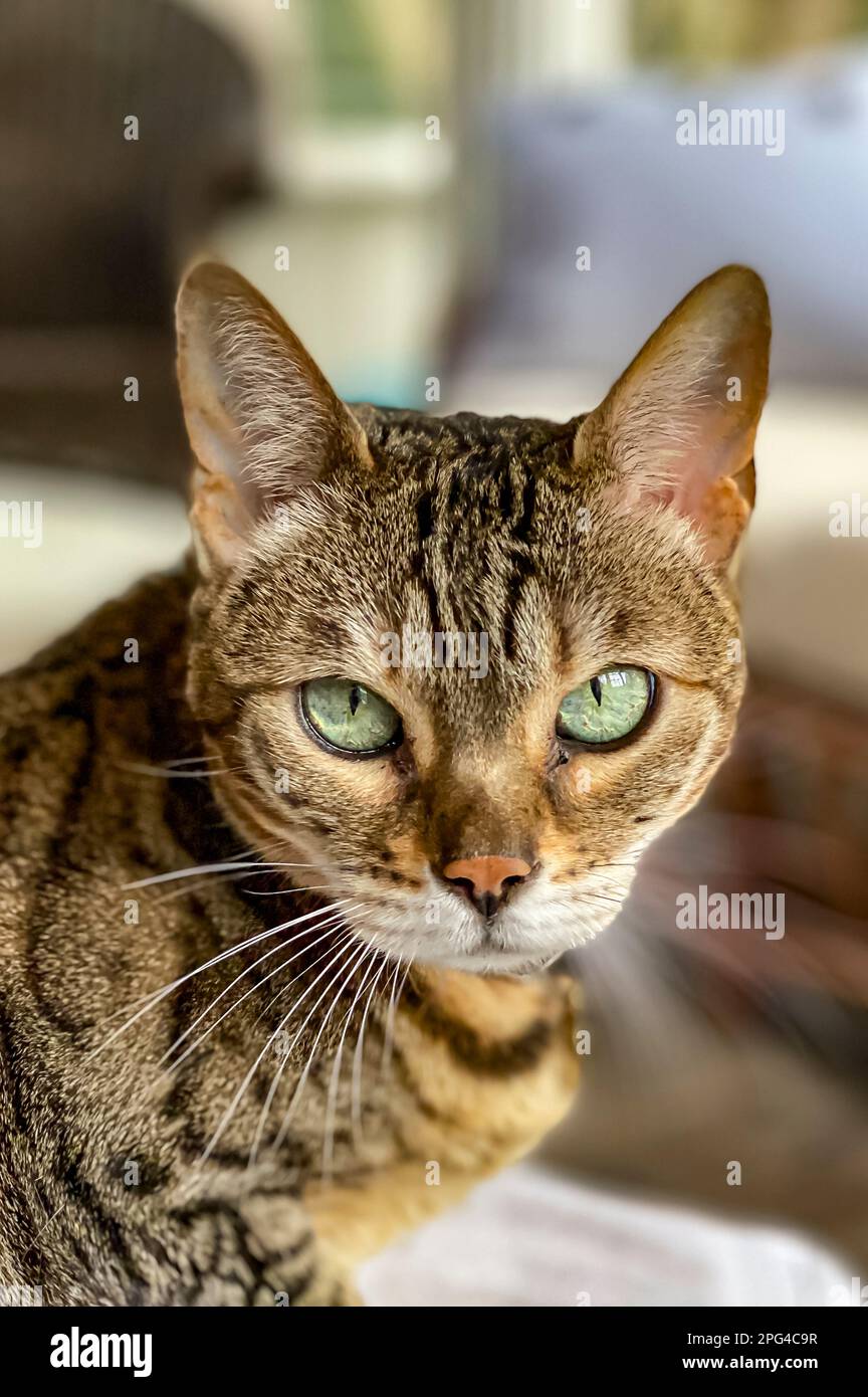 A small Bengal cat posing for a portrait Stock Photo - Alamy