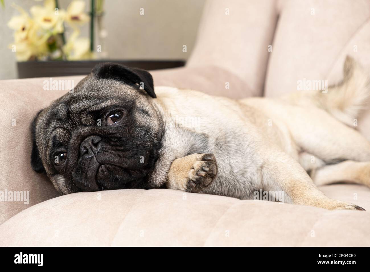 A sad pug lies on the couch and looks away. Care for pugs, their coat ...