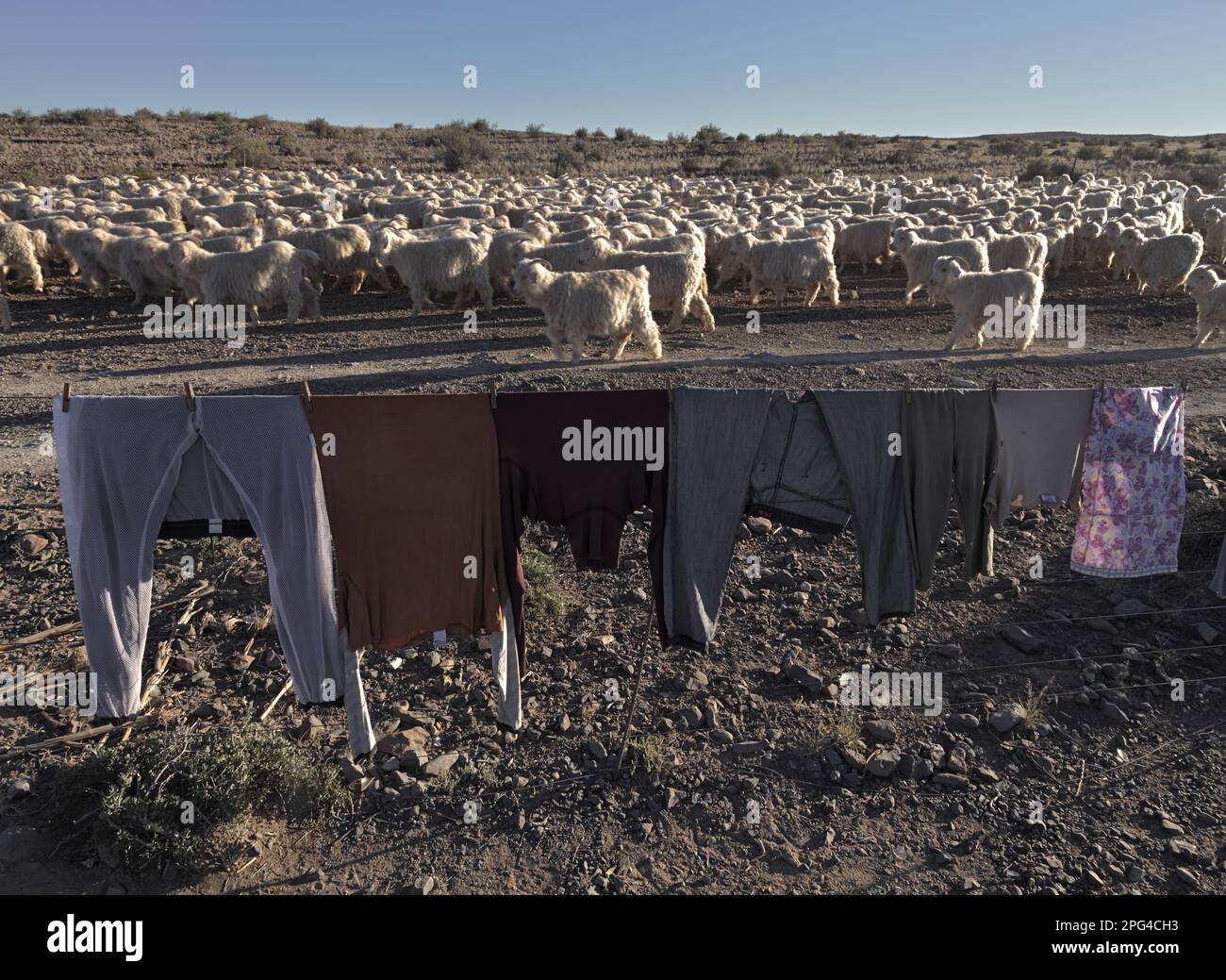 A herd of Angora Goats walks past a labourer's cottage on Blaaukranz ...